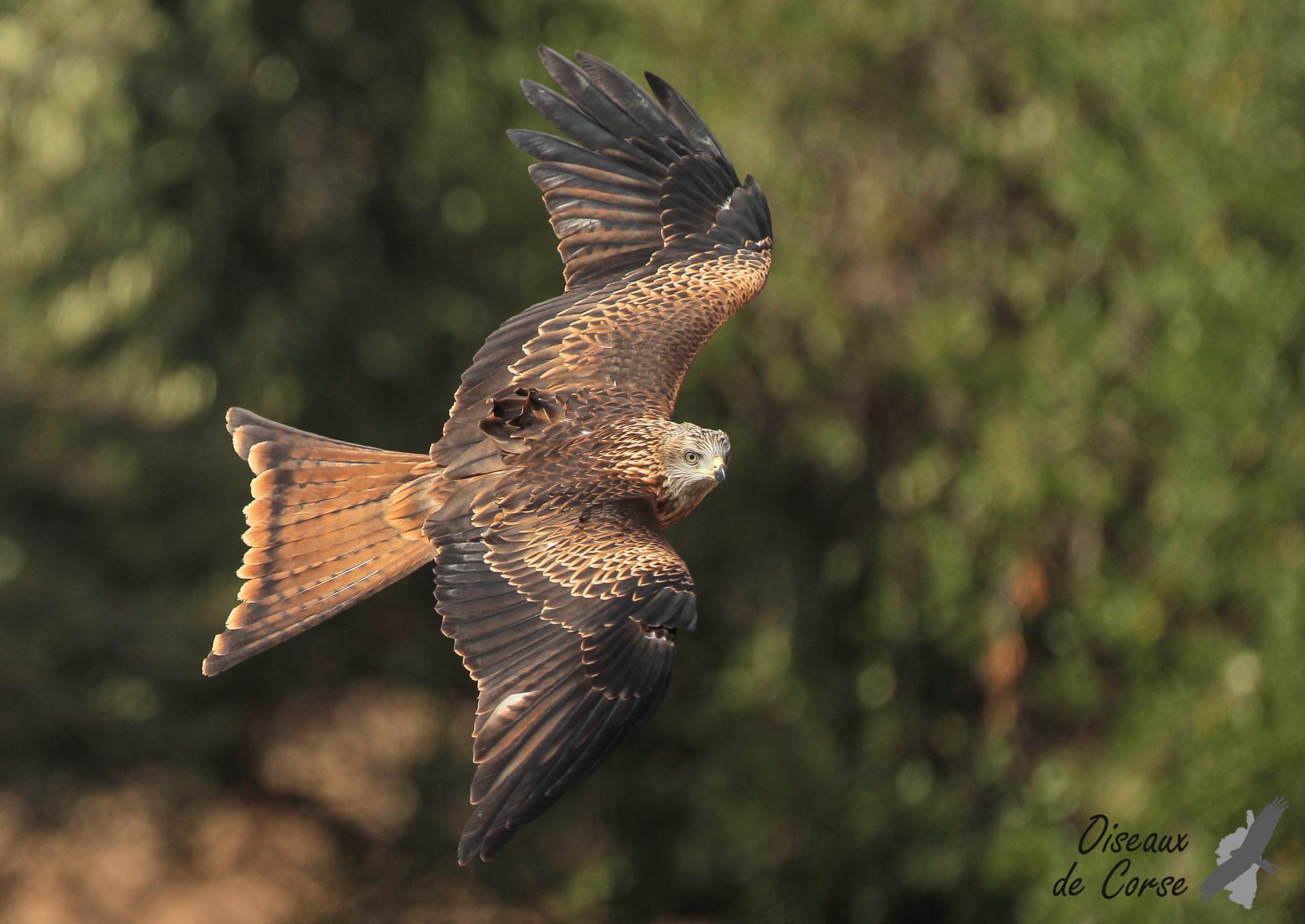 Il nibbio reale – LIFE MILVUS