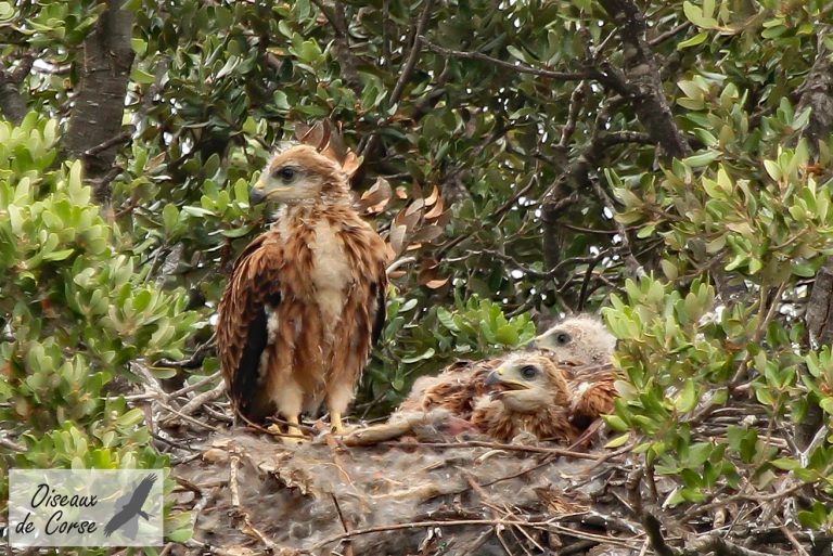 Il nibbio reale – LIFE MILVUS