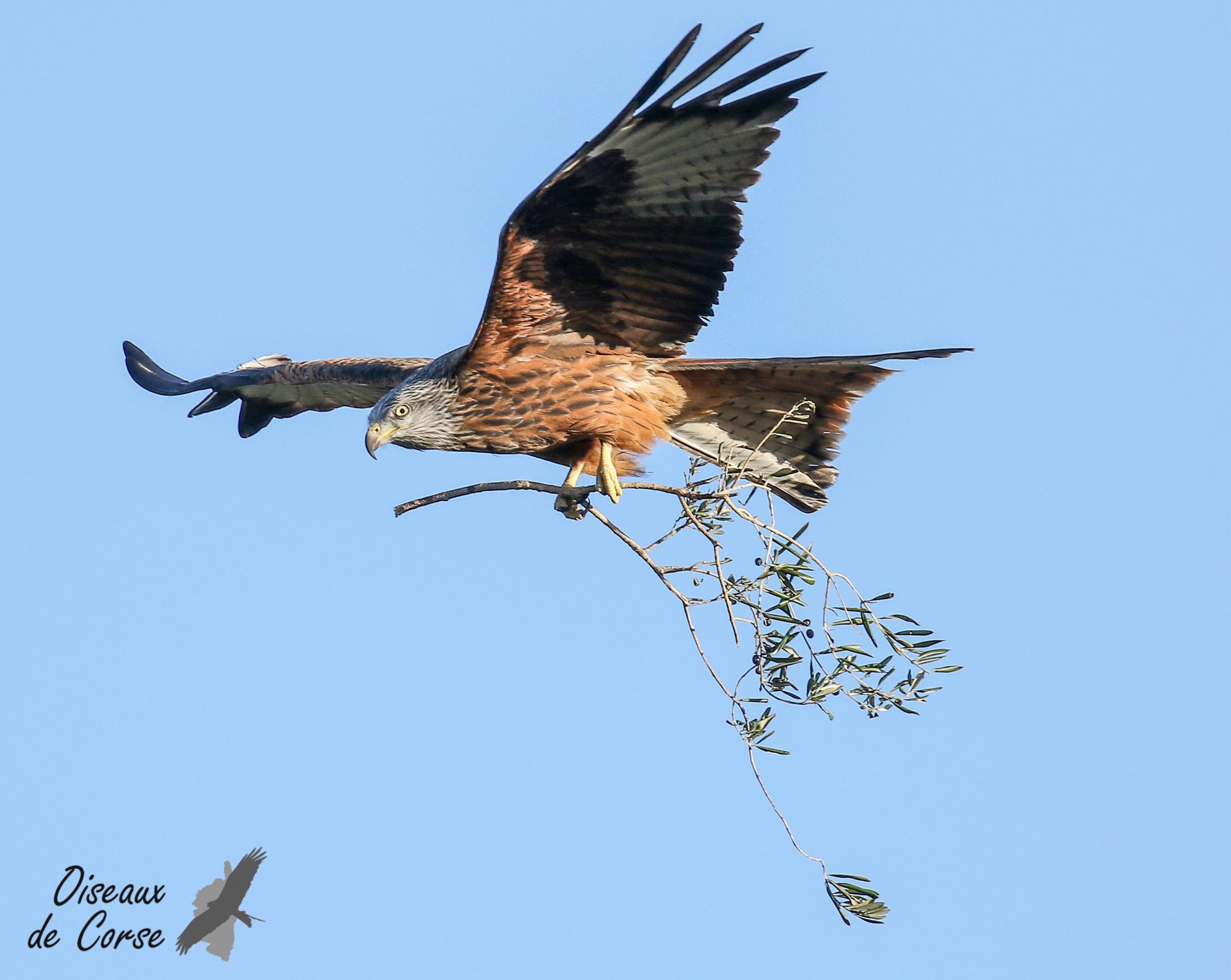 Le milan royal en France – LIFE MILVUS