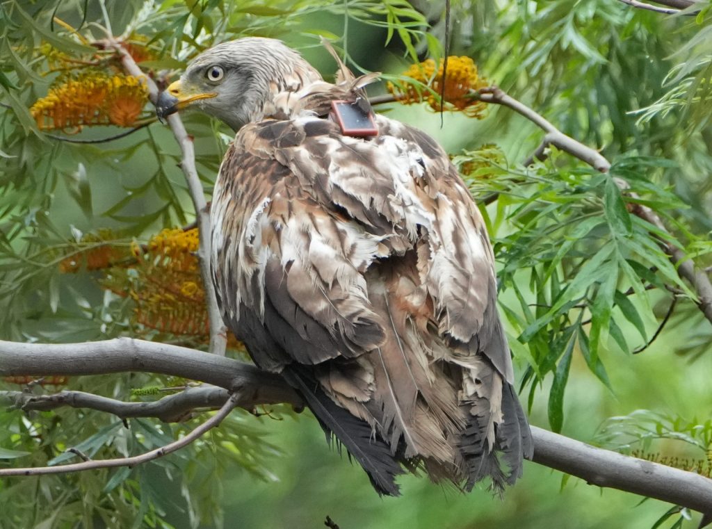 Hans red kite recovered after a close encounter with a wind turbine ...